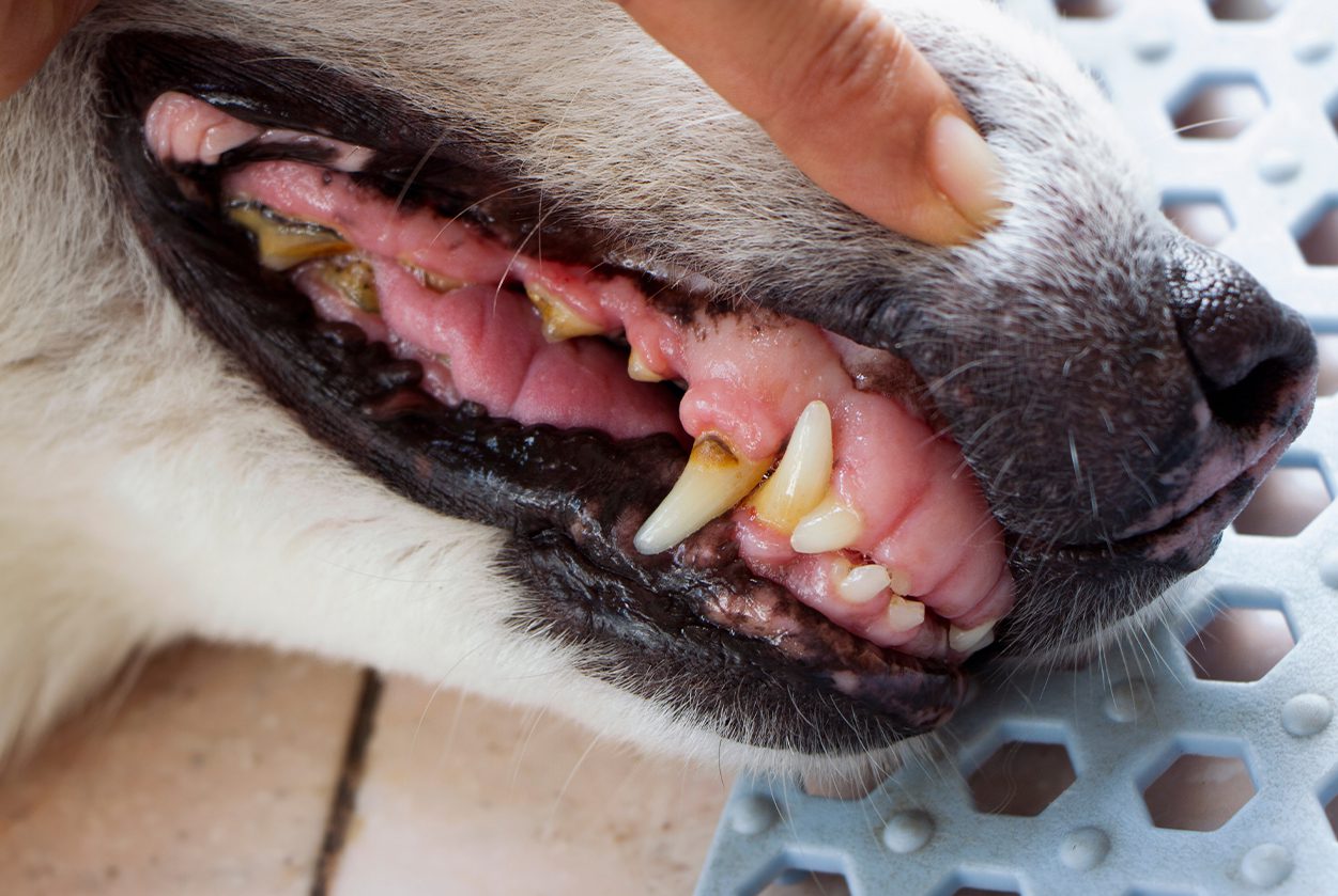 What To Do And How To Prevent Dog Tooth Decay Yalesville Veterinary What To Do And How To Prevent Dog Tooth Decay Yalesville Veterinary