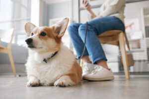 Short White Worms in Dog Poop. What to Do? | Yalesville Veterinary Hospital