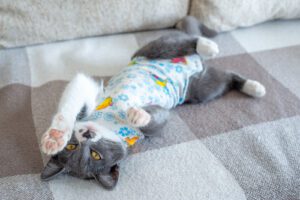 Cat Spay Incision Healing Process: Everything You Need to Know ...